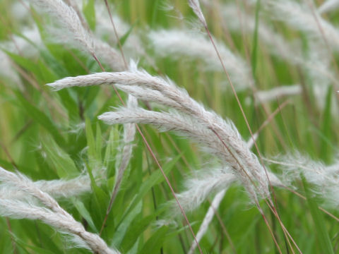 Cahaya Angkasa: Rumput Ilalang dan Cintanya