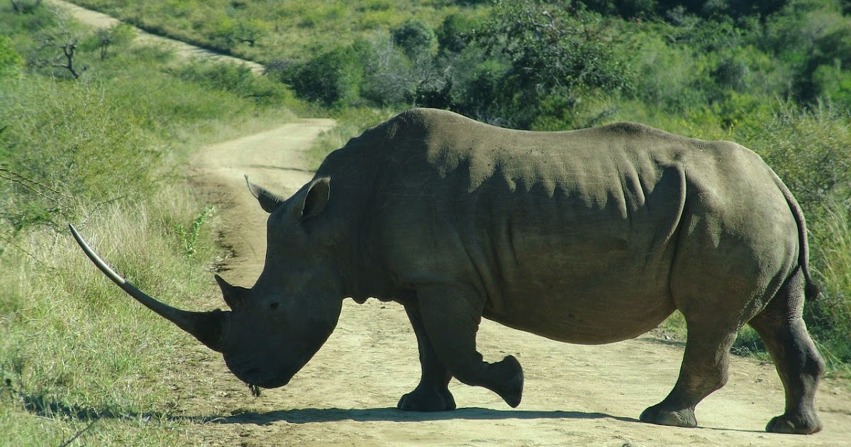 Contes d' Animals: EL RINOCERONT