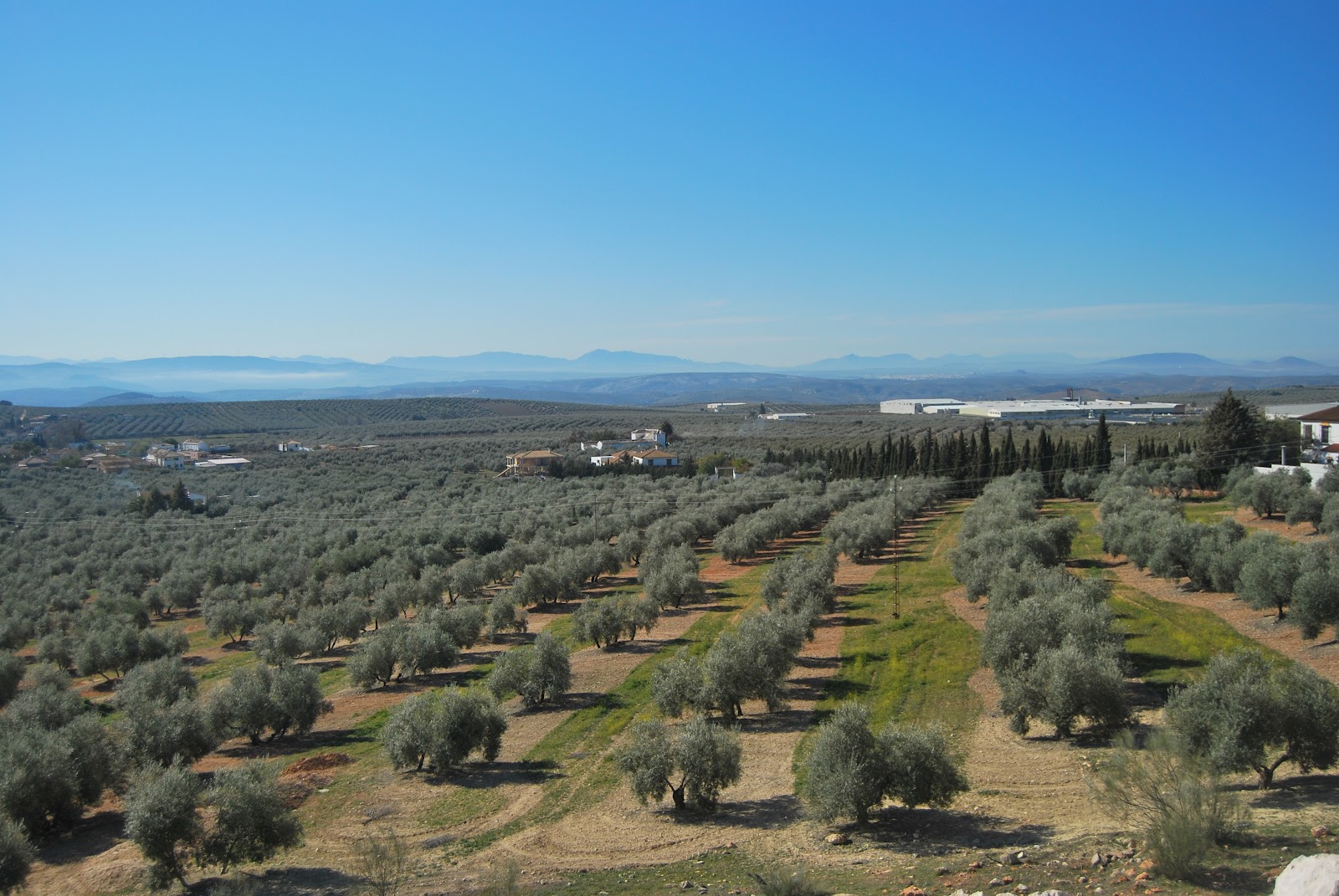 Lucena, un silencio íntimo entre olivares | Solaza. Conoce tu ciudad ...