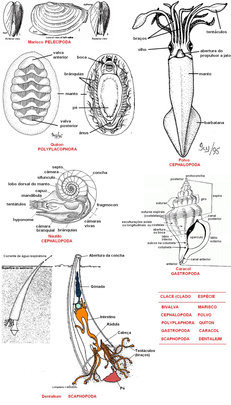 Filo Mollusca :: biocultura.net.br