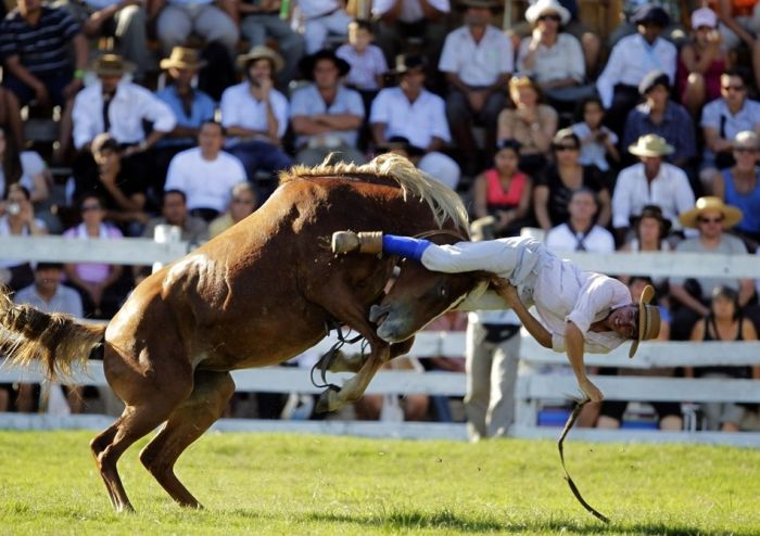 Excellentcoolpics: Fierce Horses Kick