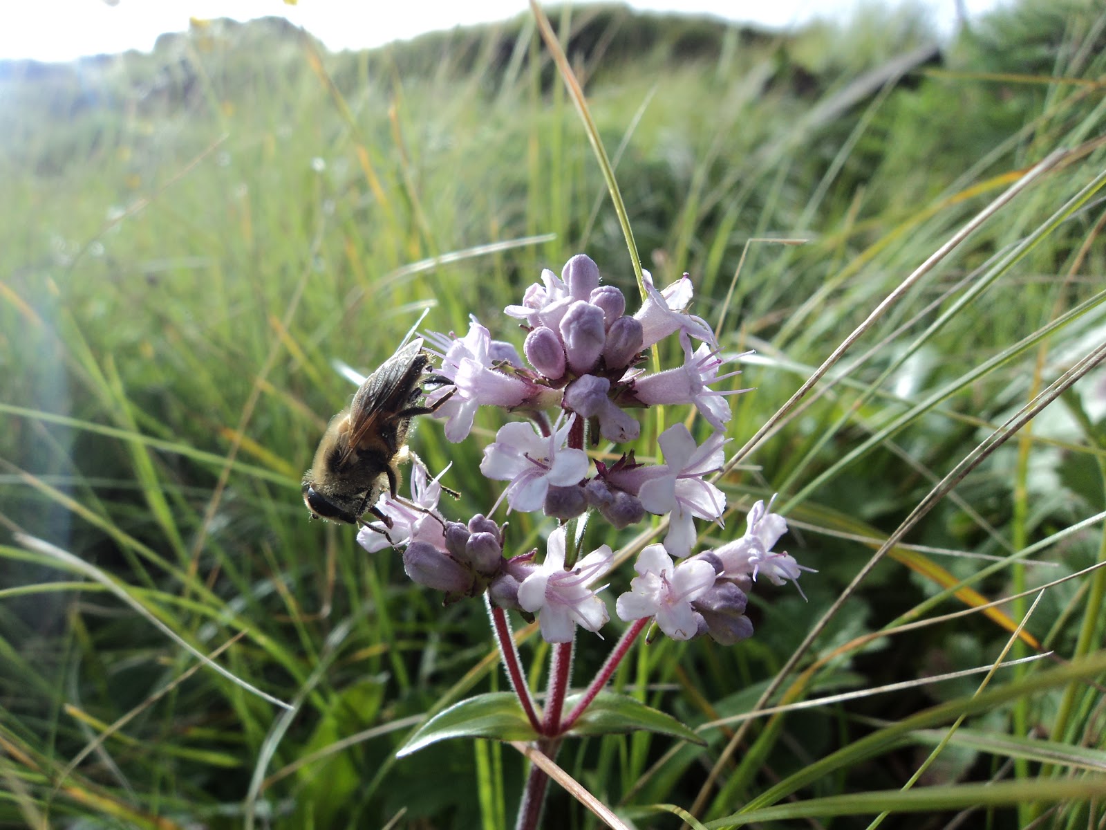 Indian Biodiversity Talks: Endangered medicinal herb Nardostachys ...