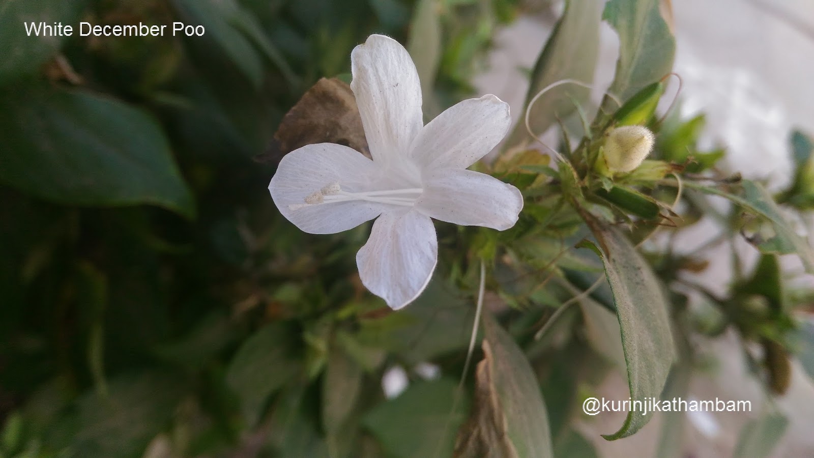 Flowers from My Cam: 28. December Poo / Barleria Cristata ~ Kurinji ...