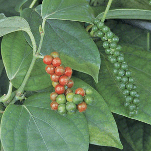 Au coeur d'une vie...: Poivre