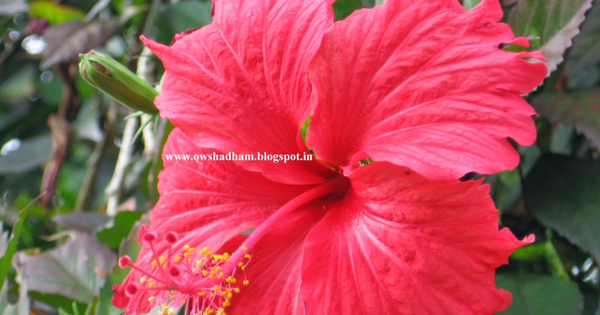 செம்பருத்தி பூ மருத்துவ குணங்கள் - Chembaruthi poo benefits in tamil ...