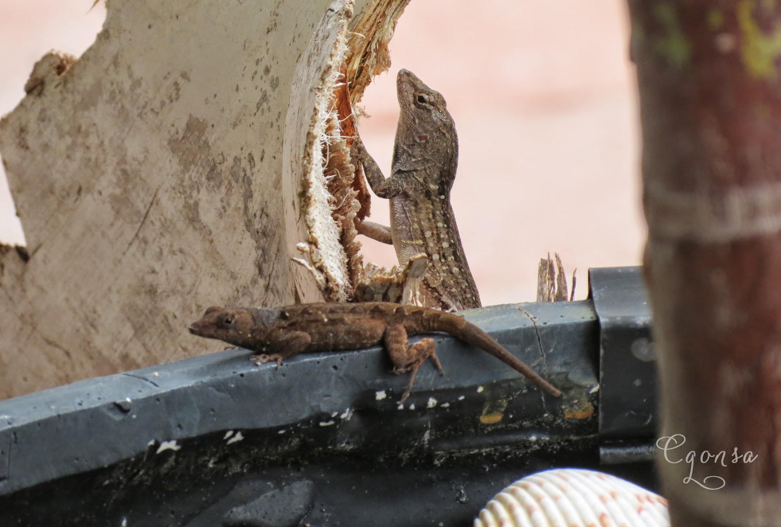 The Backyard Oasis: Brown Anole Lizard spinal cord injury/paralysis ...
