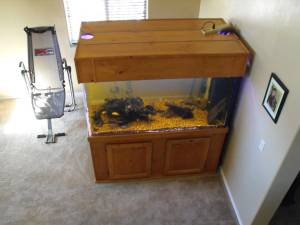 Giant Aquariums: fish tank 300 gallon acrylic aquarium - $1600 (Tucson ...