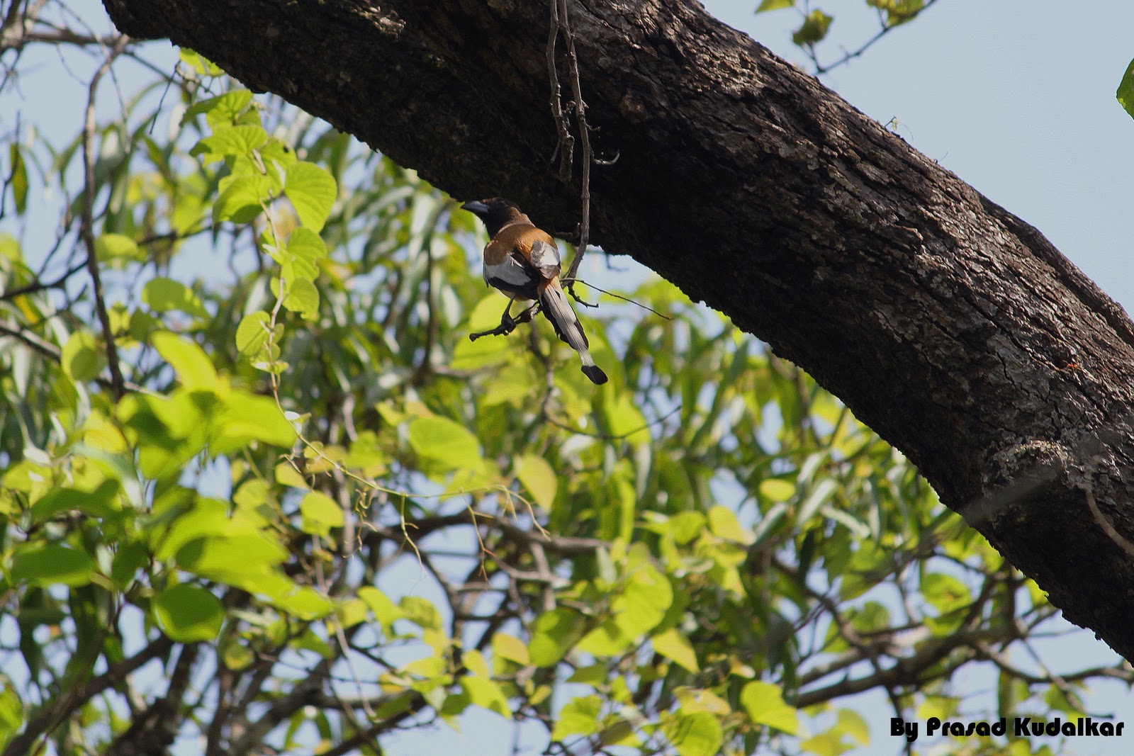 Wild Life Photography in Maharashtra: Birds in Maharashtra