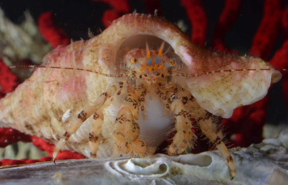 Species New to Science: [Crustacea • 2018] Pagurus fraserorum • MicroCT ...