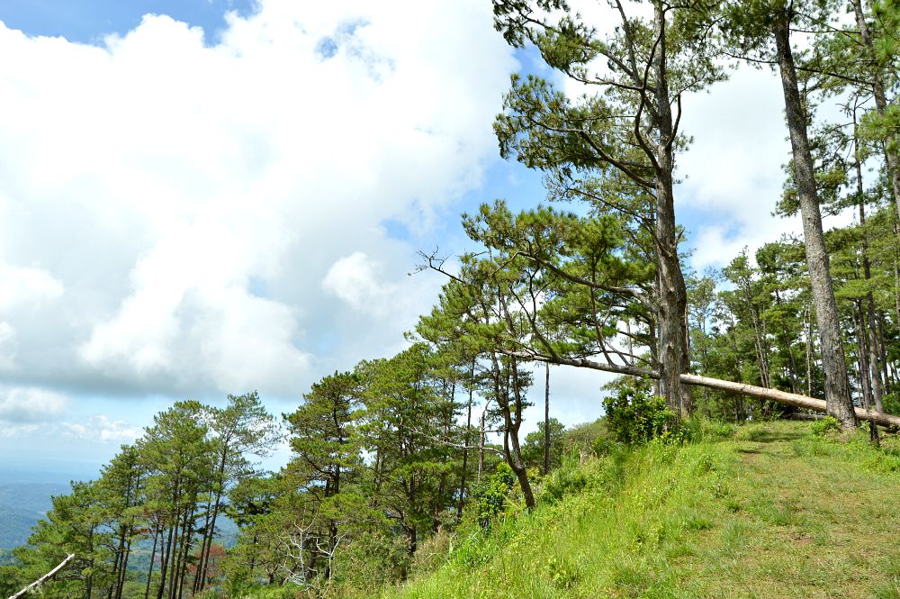 Bucari Pine Forest in Leon Iloilo