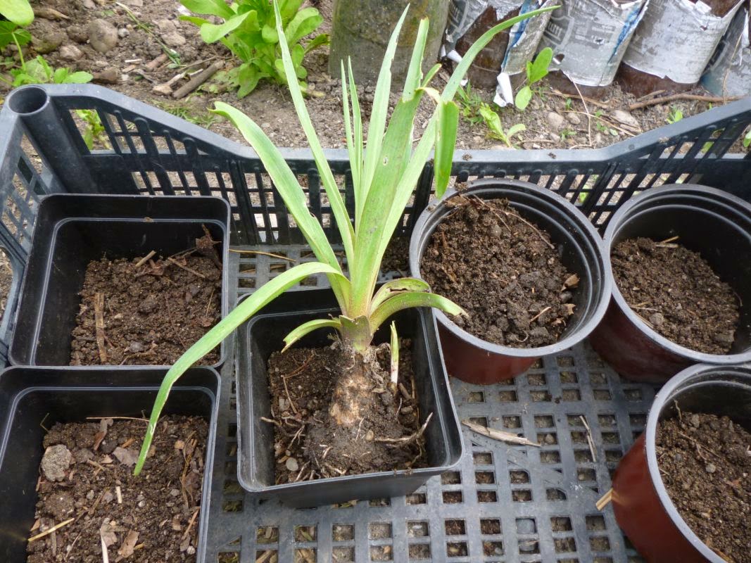 Seminte si plante de gradina hobby: Tuberoze-Polianthes tuberosa