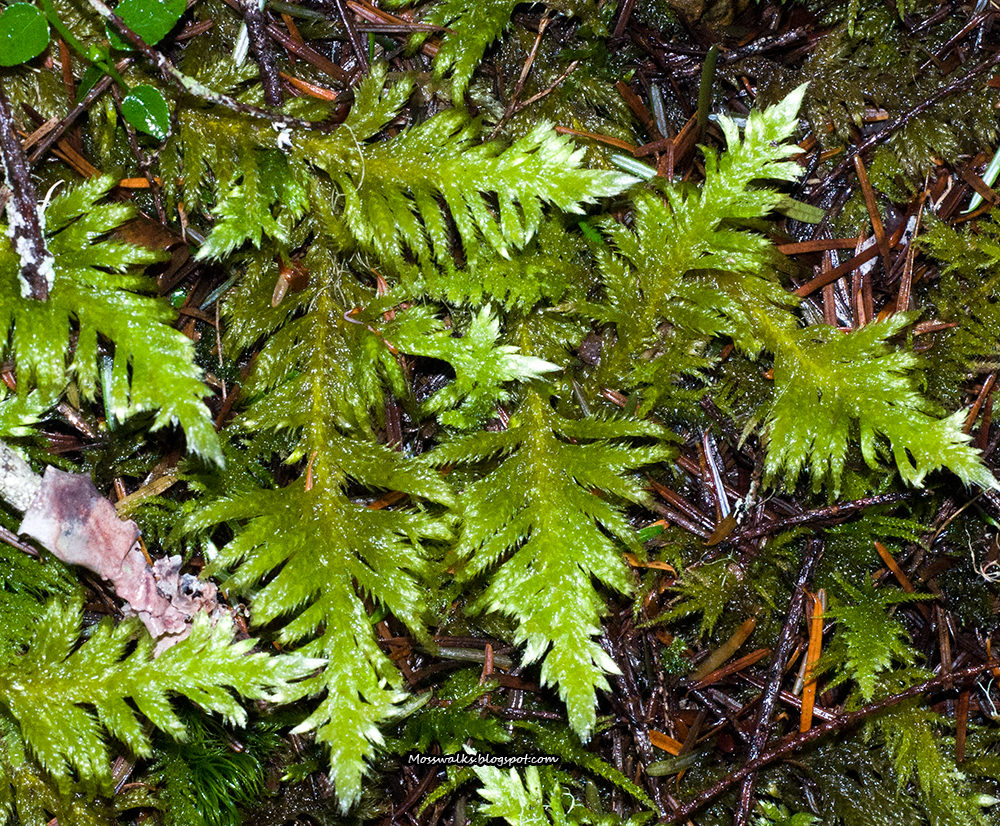 Walks with Moss: Notch pass east to Bark Shanty