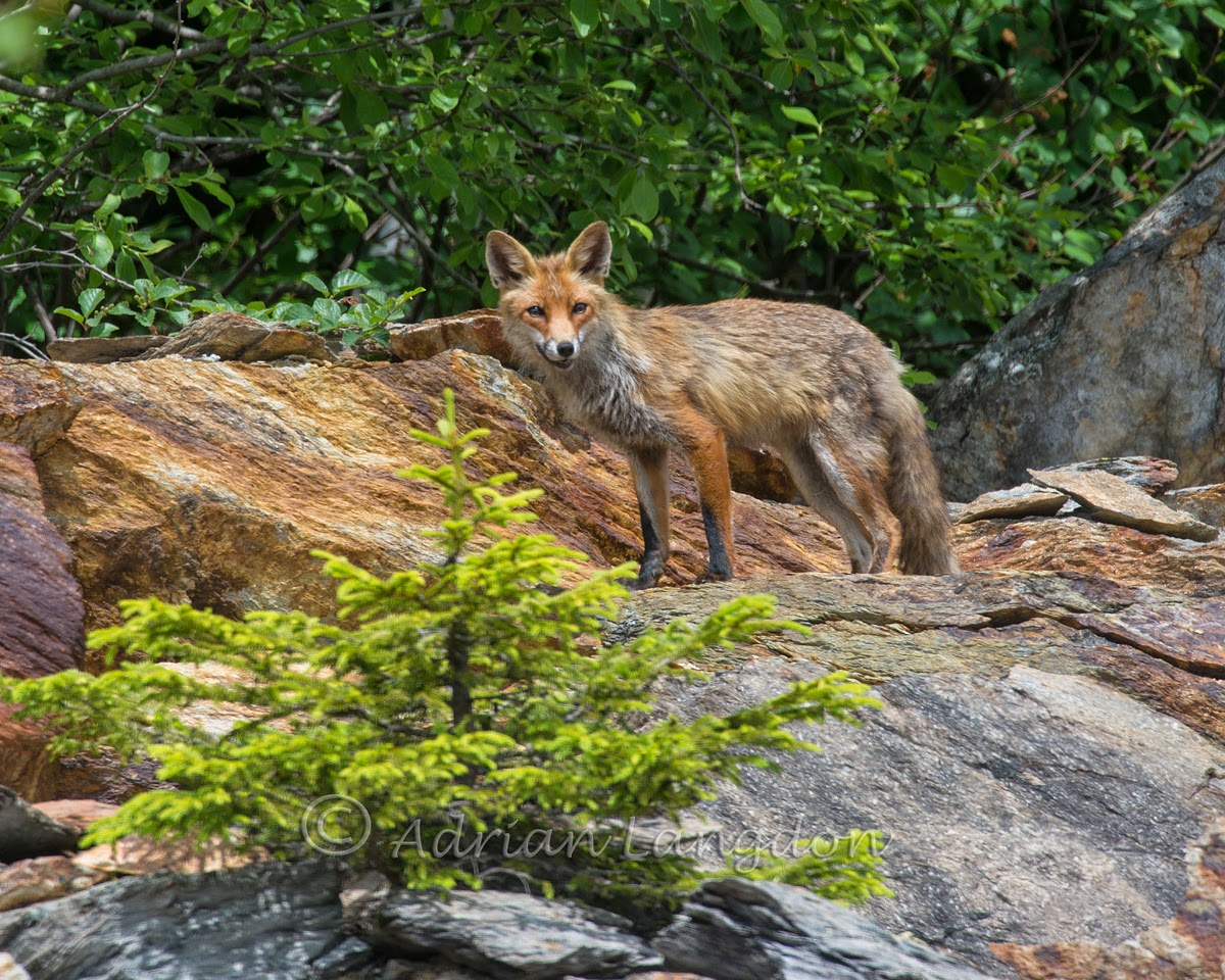 images-naturally!: Wild Red Fox amongst the rocks of the French Alps.