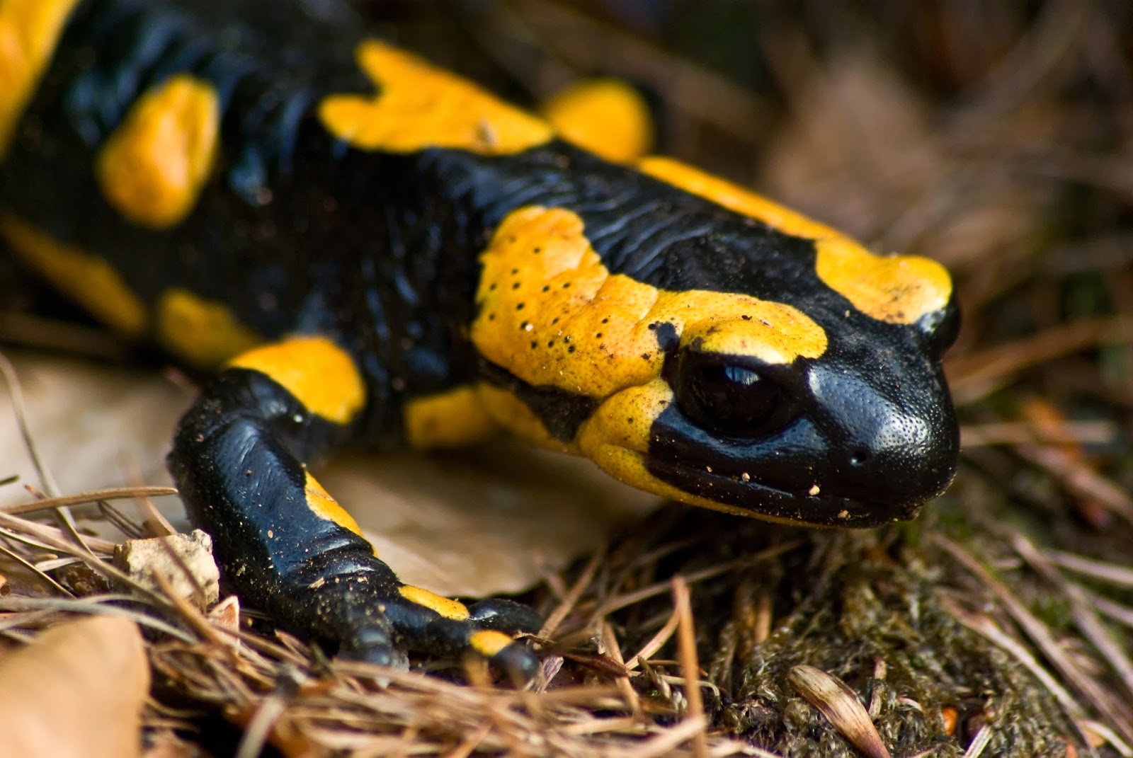 Black And Yellow Salamander