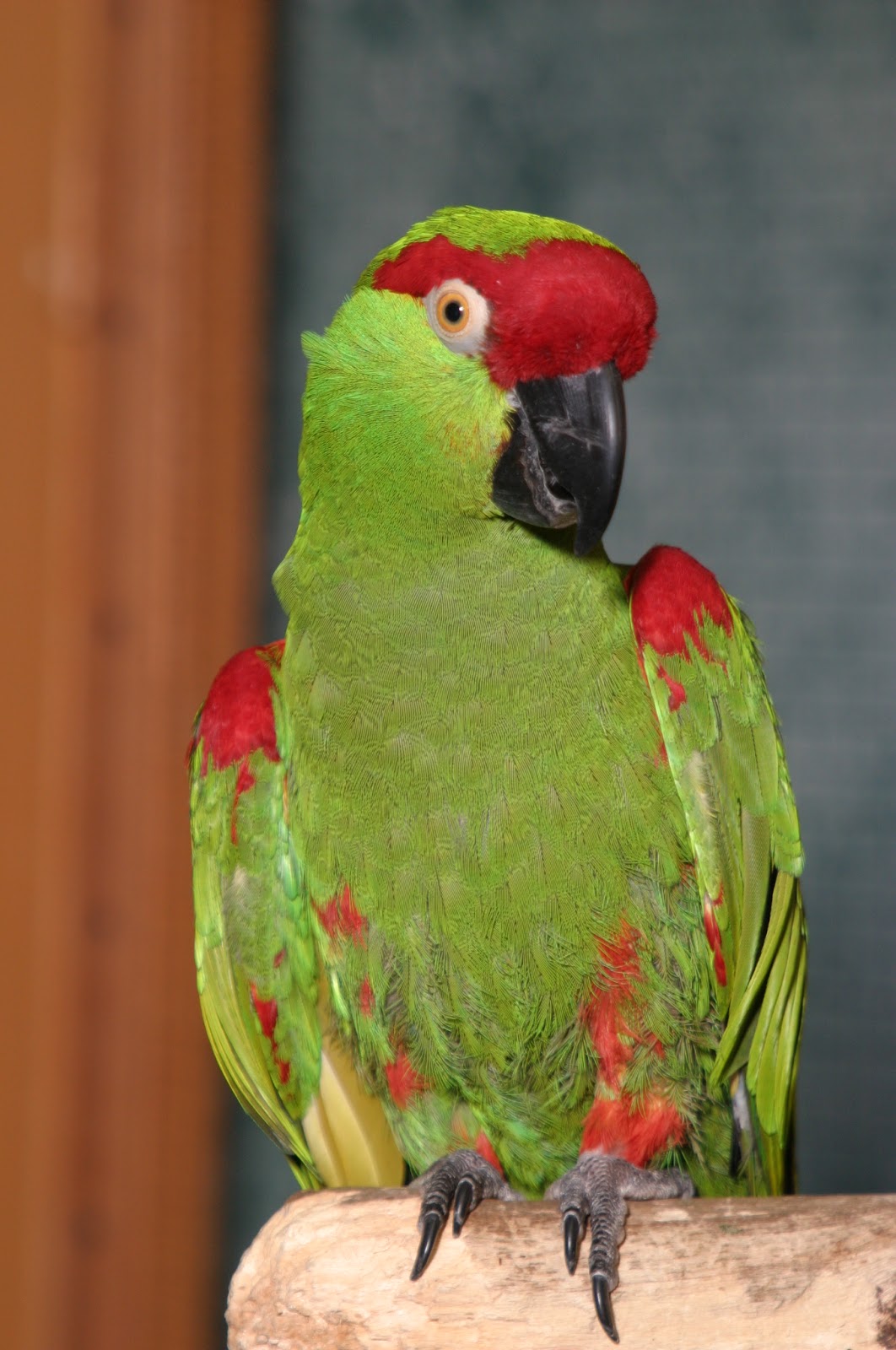 World Bird Sanctuary: Arizona: The Christmas Parrot!
