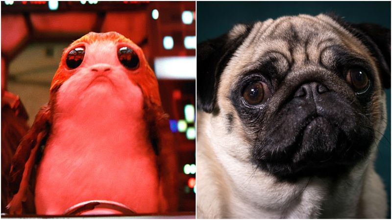 LA CIENCIA DE LA VIDA: Los porgs de Star Wars y los frailecillos