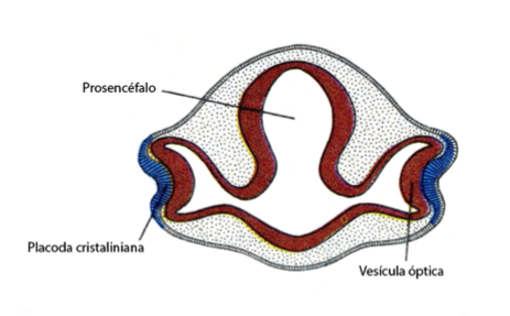 Miranza IOA: NOCIONES DE EMBRIOLOGÍA OCULAR