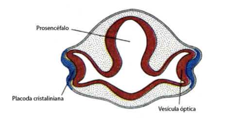 Miranza IOA: NOCIONES DE EMBRIOLOGÍA OCULAR