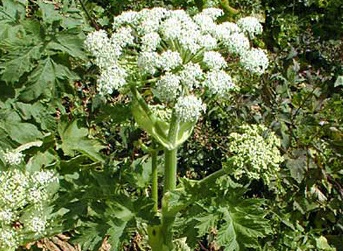 herbal leaves, herbal medicine plants and treatments: July 29, 2012