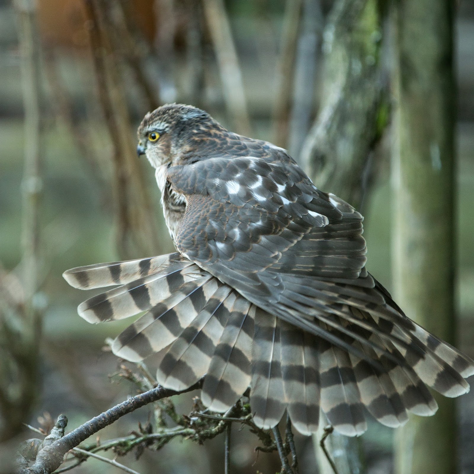 TrogTrogBlog: Fan-tailed sparrowhawk
