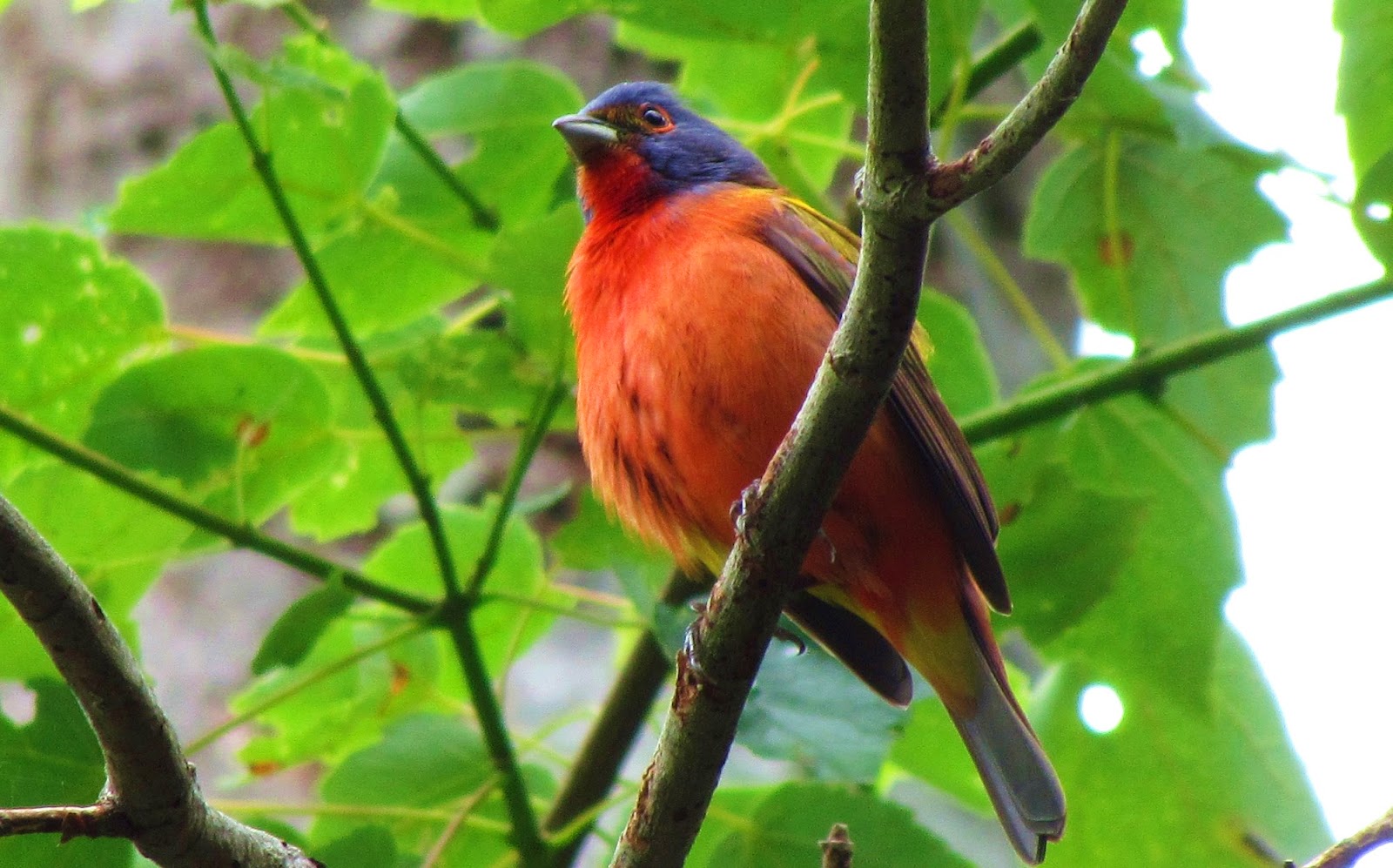 Bellas Aves de El Salvador: Passerina ciris (azulillo pintado ...