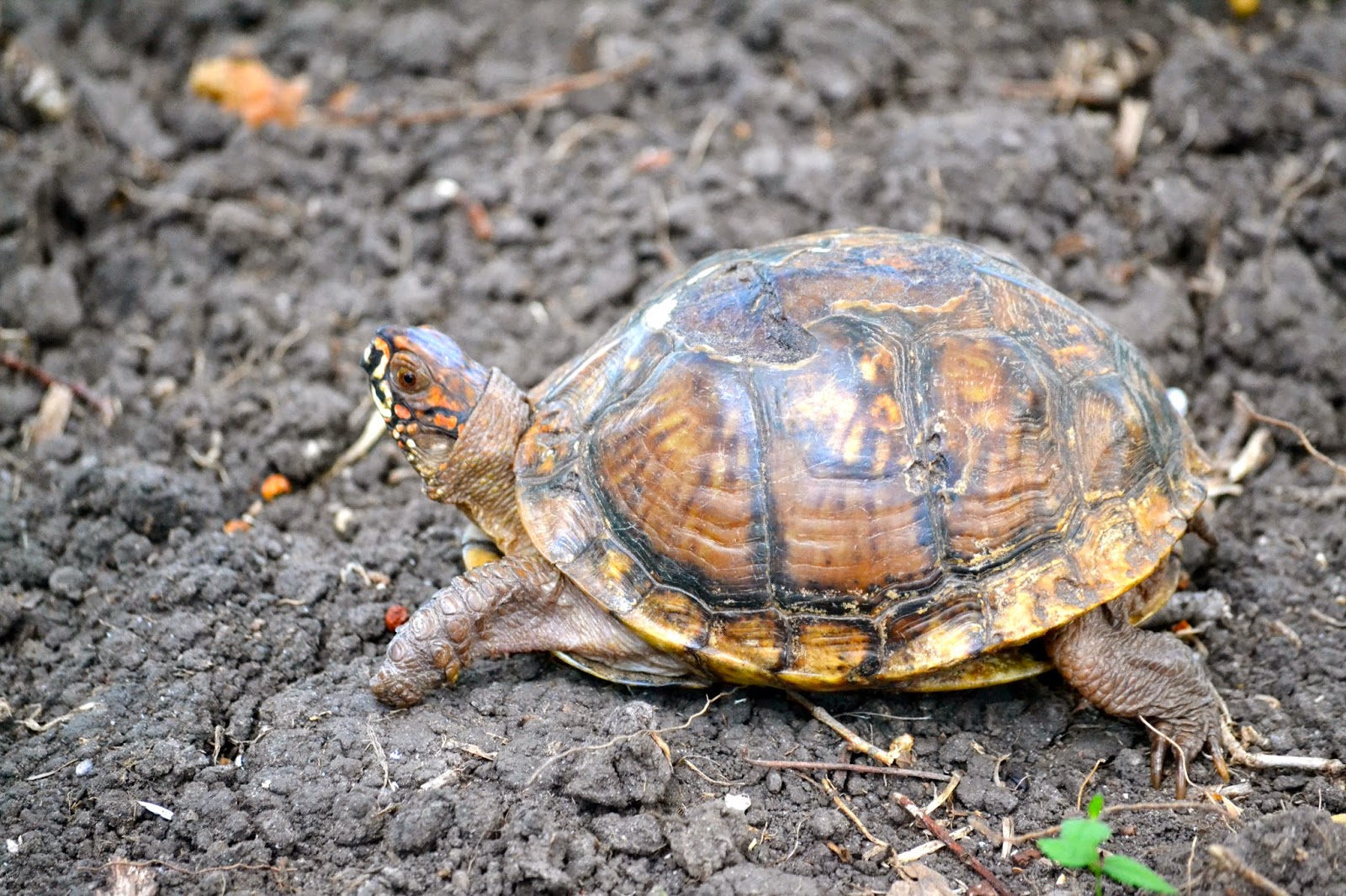 Along Slap Out Gully: Visiting box turtle has shell and leg scars