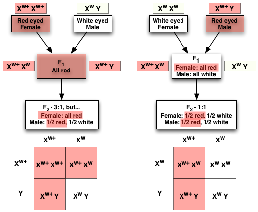 My Biology Blog: The molecule basis of Inheritance