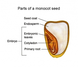 Yash Mangukiya's Blog: Been Seed coat activity