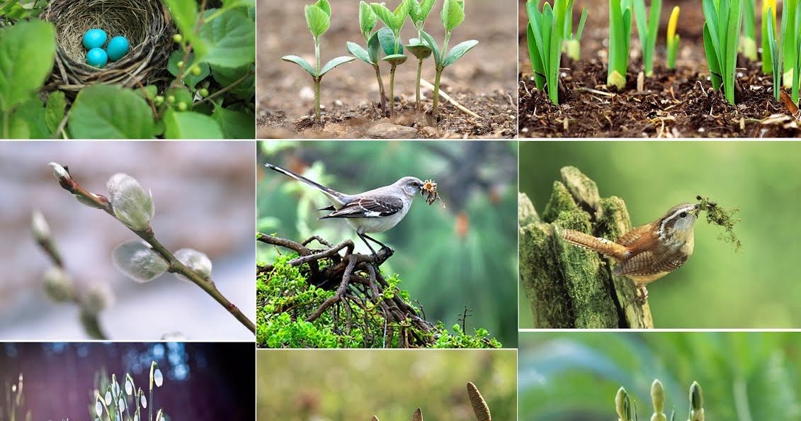 MyClayFantasy: Explore the shapes of spring!