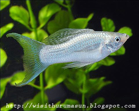 විසිතුරු මසුන්: මෝලී