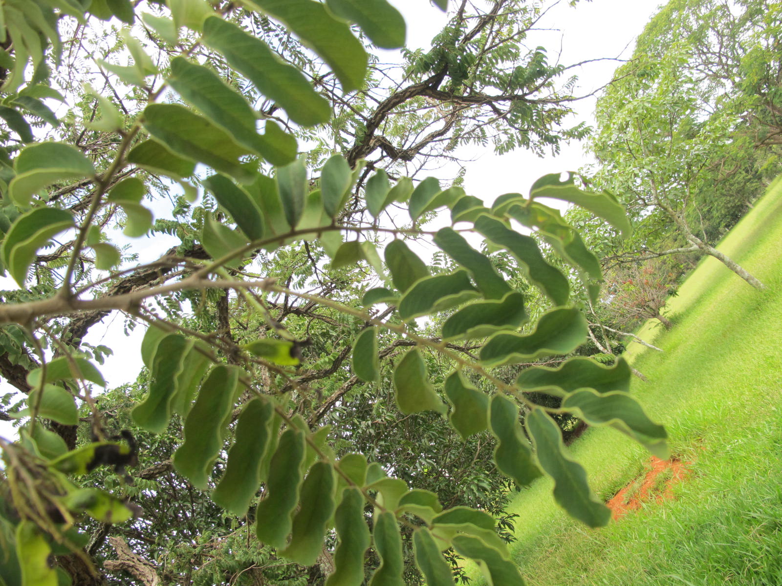 Fabaceae - Leguminosae no Brasil: Fabaceae - Machaerium opacum Vogel ...