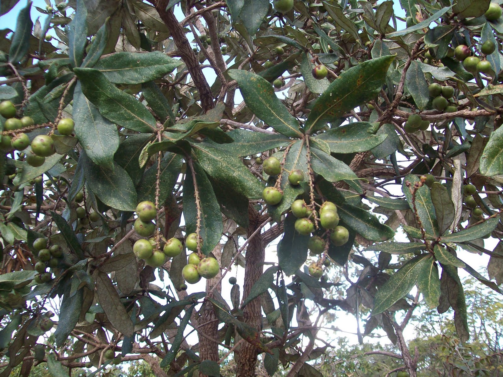 ZOOFLORA CERRADO: Flora de um fragmento de Cerrado na Universidade de ...