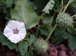 Ramon SandovalL: principios activos del toloache