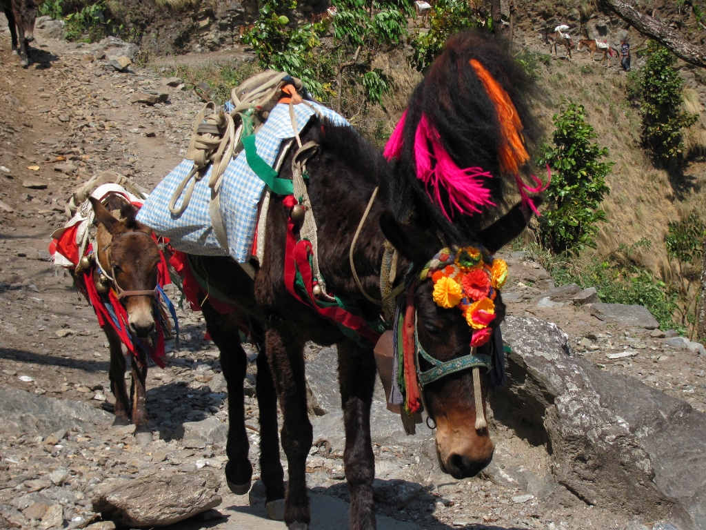 M&M Smith: DAY 5 : NEPAL : Soti Khola (700m) - Maccha Khola (930 m) - 6 ...