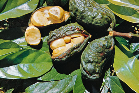 Kola Nut | Medicinal herbs plants