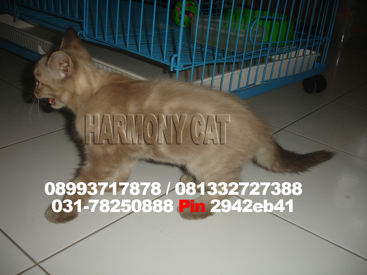Hamster Dan Kucing Persia Murah Surabaya: KUCING ANGGORA JANTAN 2.5 BLN ...