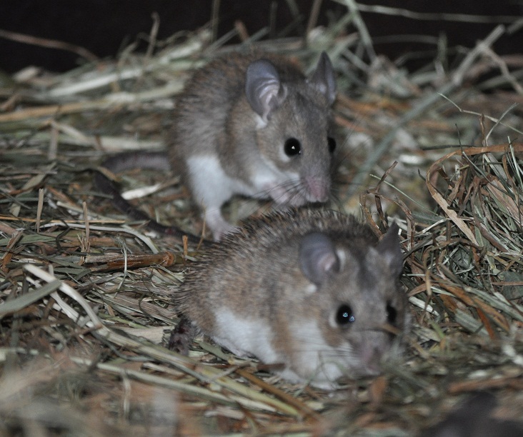 ZOOTOGRAFIANDO (6.096 ANIMALS): RATÓN ESPINOSO DE CRETA / CRETE SPINY ...
