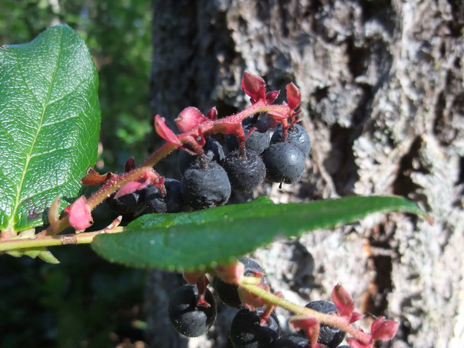 Beediverse.com: Wild fruit and pollination