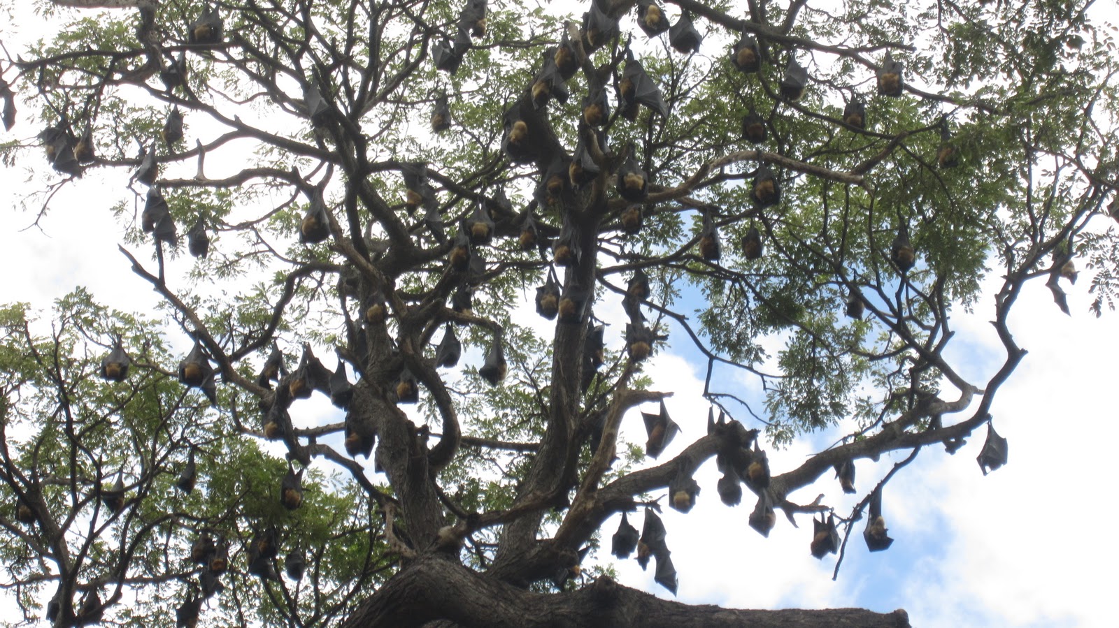 Tree Talk: "Wah-ulu in the Mara Tree": A Poem of Enlightenment