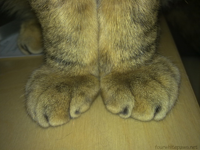 fourwhitepaws: January 2012