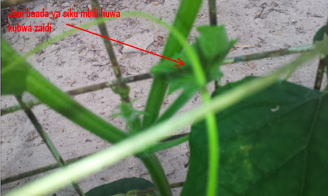 MITIKI -KILIMO KWANZA: KILIMO BORA CHA MATANGO - KWENYE VYOMBO