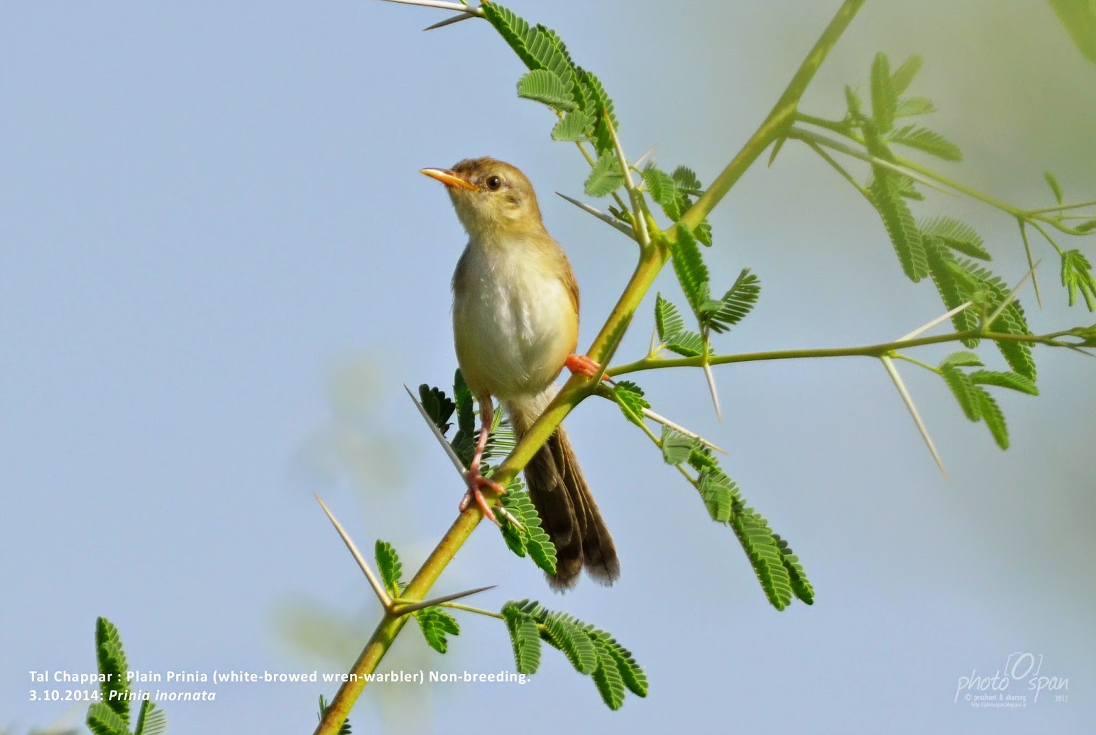 Plain prinia : Prinia inornata | Photo Span
