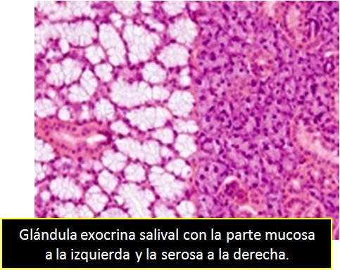 Biología: GLANDULAS EXOCRINAS Y GLANDULAS ENDOCRINAS