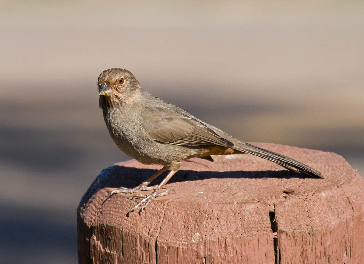California Towhee - Greg in San Diego