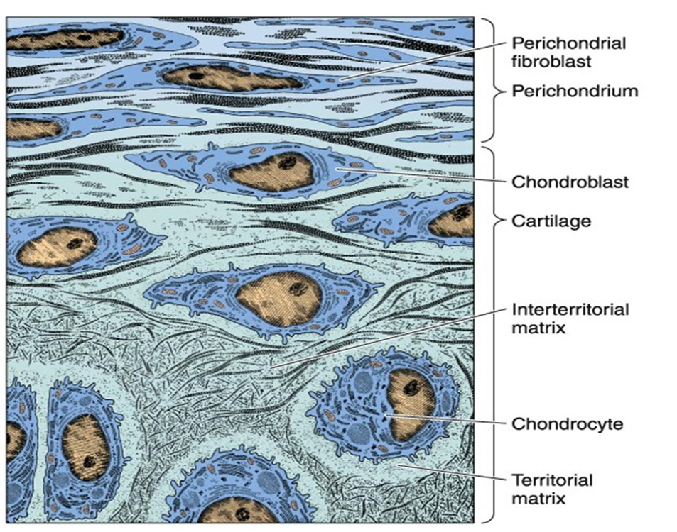 MBBS Medicine (Humanity First): Cartilage histology