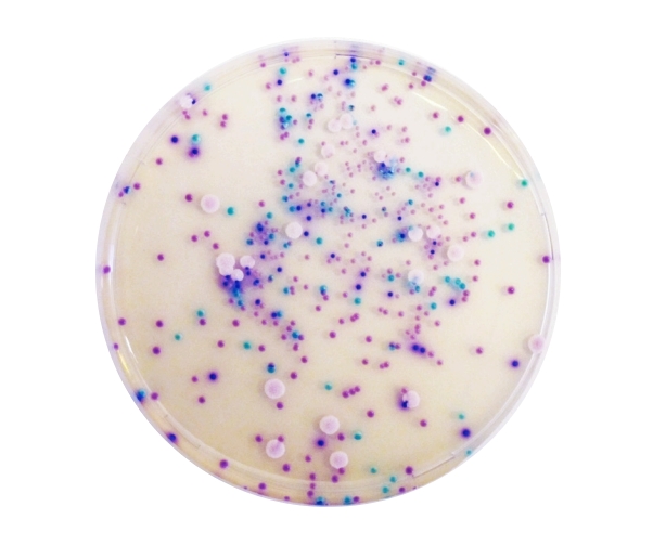 CHROMagar Candida Medium - Tira o Jaleco