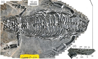 Waxing Paleontological: Tubby, Armored Sea Lizards of the Triassic