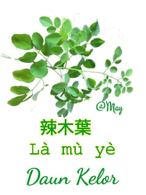 Nama Nama Daun Dalam Bahasa Mandarin - BELAJAR MANDARIN