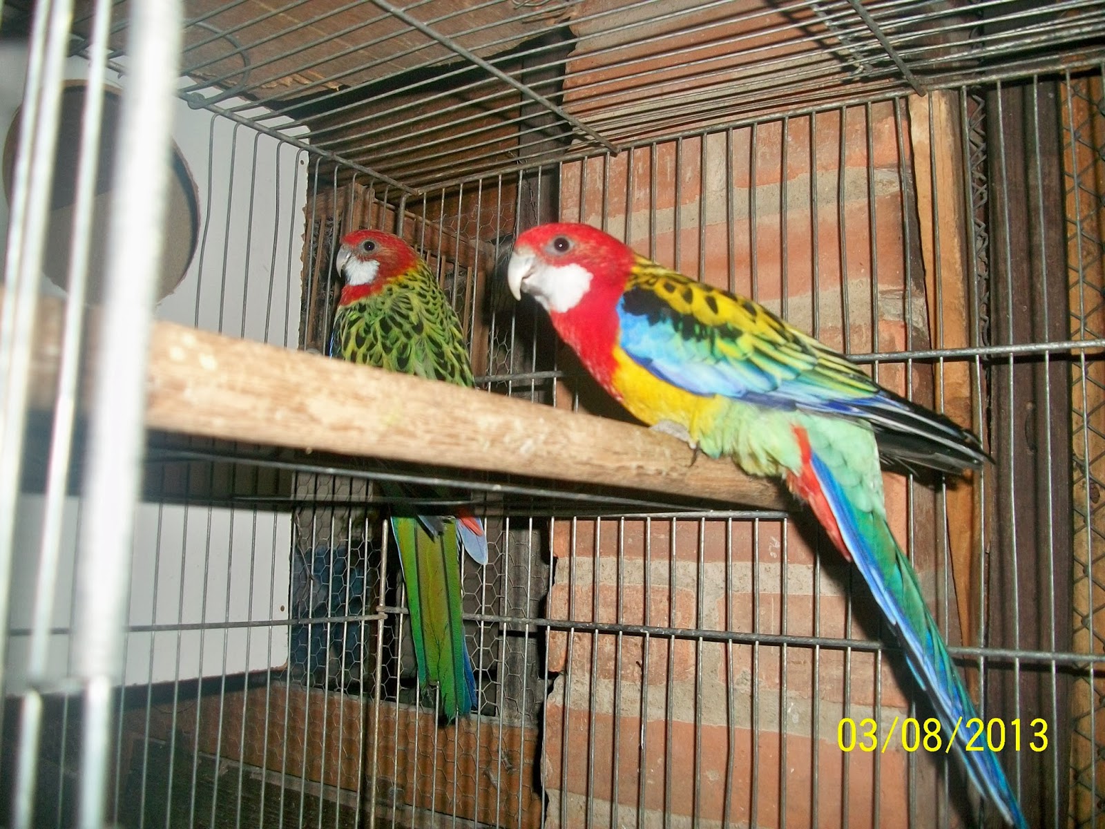 Criadouro Pôr-do-Sol: ROSELAS EXIMIUS