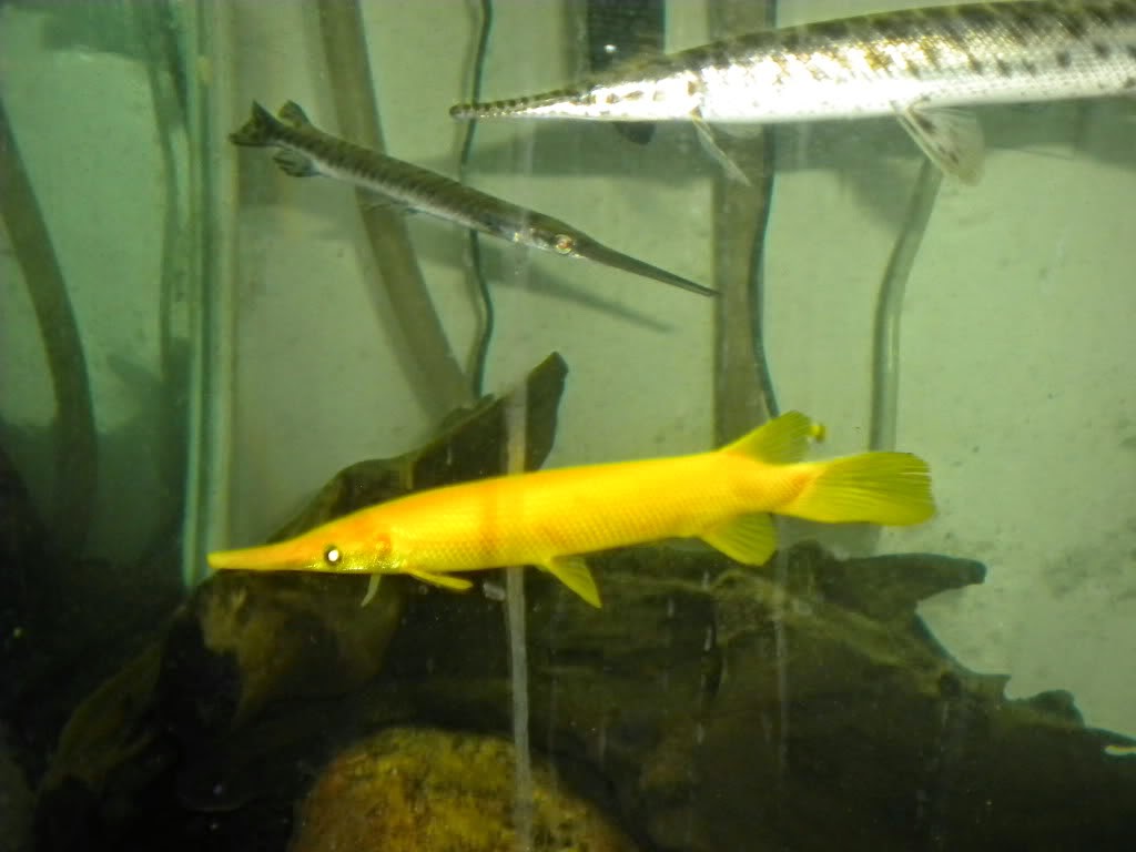 Mahamaya Hiko: jenis-jenis GAR fish (ikan aligator)